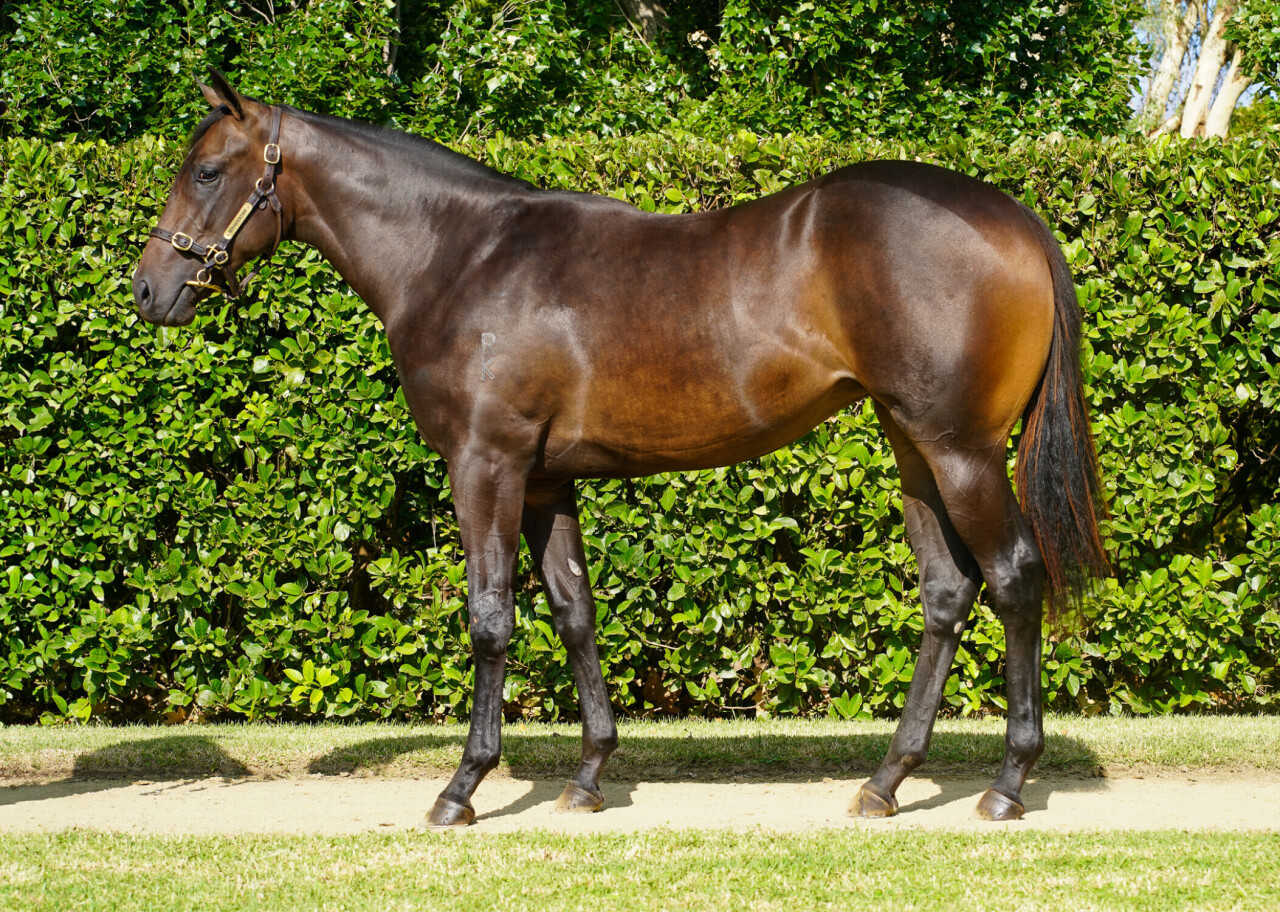 Cool Aza Beel X Carriages Filly - Joseph & Jones Racing